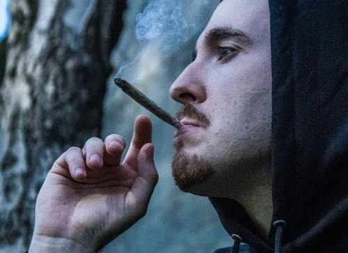 Gumbo Strain: Weed Strain Information Guide