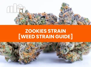 Zookies Strain Information: Complete Guide
