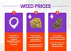 UNDERSTANDING PRICES: FACTORS AFFECTING THE PRICE OF WEED