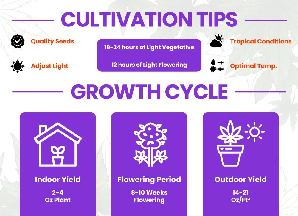 Visual Appearance of Mochi WEED STRAIN Plants