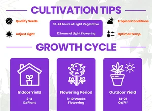 Visual Appearance of Mochi WEED STRAIN Plants