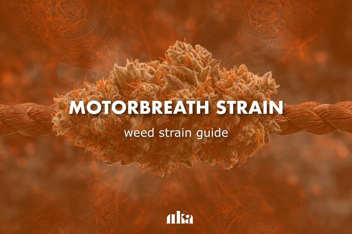 Every once in a while, a strain comes along that cuts through the noise ...