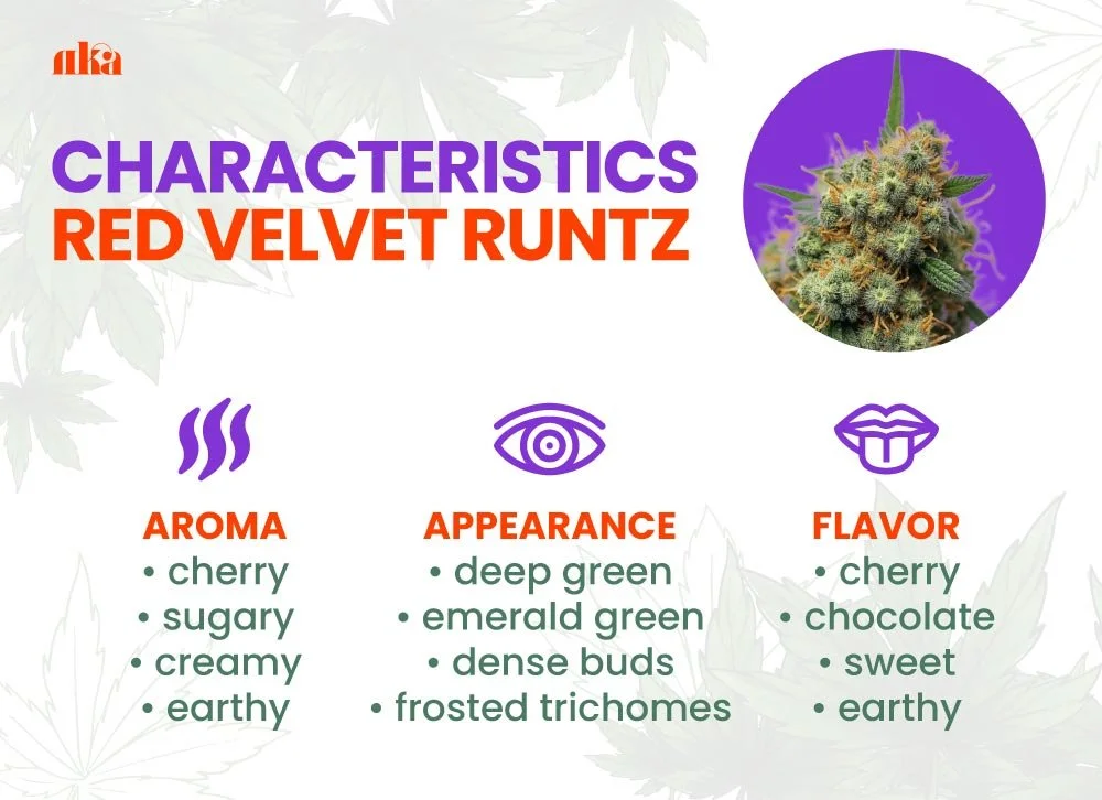 Red Velvet Runtz Marijuana Strain: Characteristics And Review