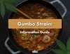 Gumbo Strain: Information Guide
