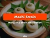 Mochi Strain: Marijuana Strain Information