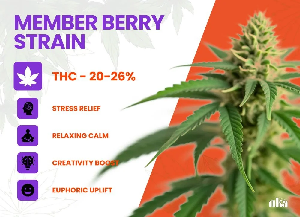 Member Berry Strain Effects And THC Levels