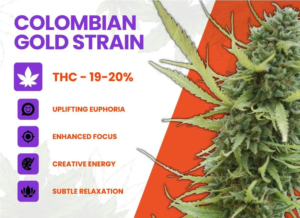 Colombian Gold Strain Effects And THC Levels