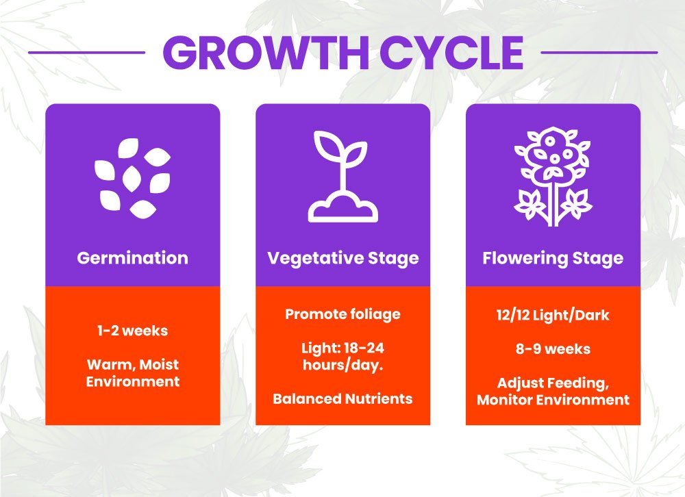 CULTIVATING MIMOSA WEED STRAIN FOR GROWERS