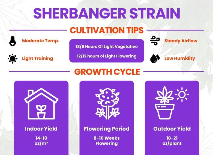 Cultivating The Sherbanger Strain