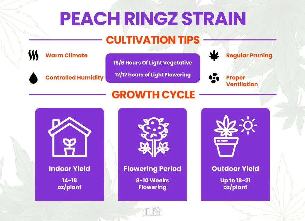 Cultivating Peach Ringz Weed Strain