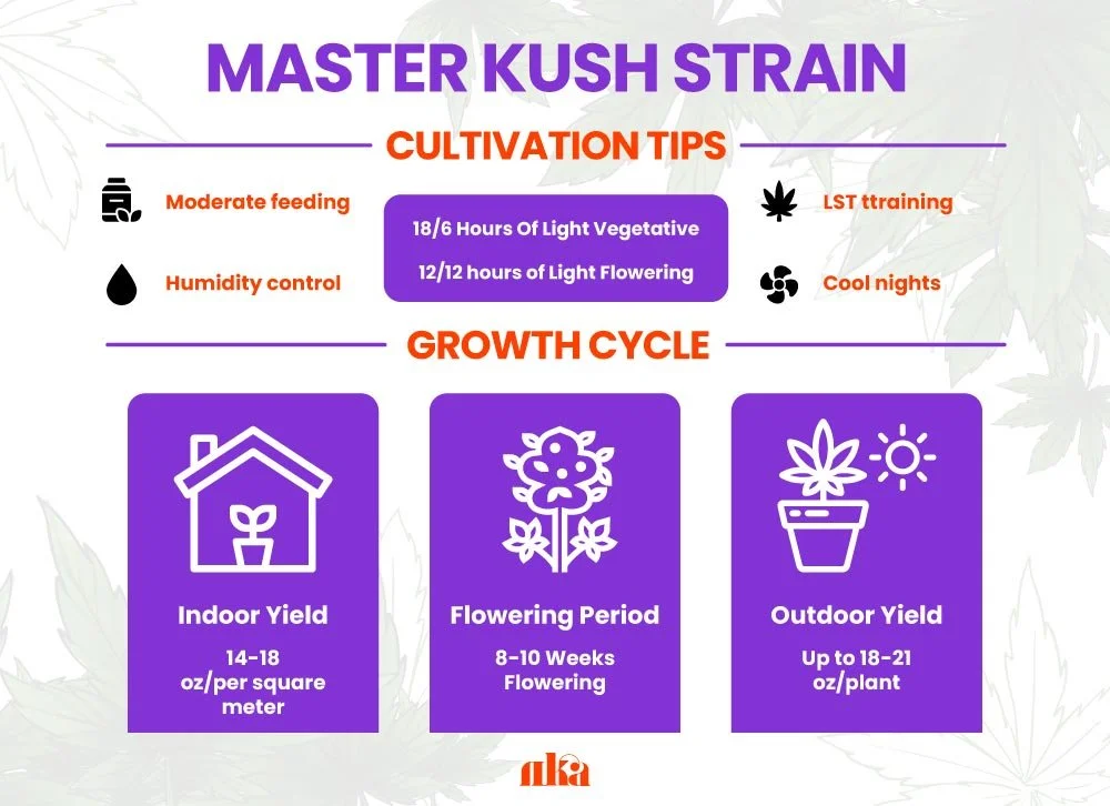 Growing The Master Kush Strain