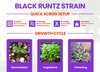 Cultivating Black Runtz Weed Strain