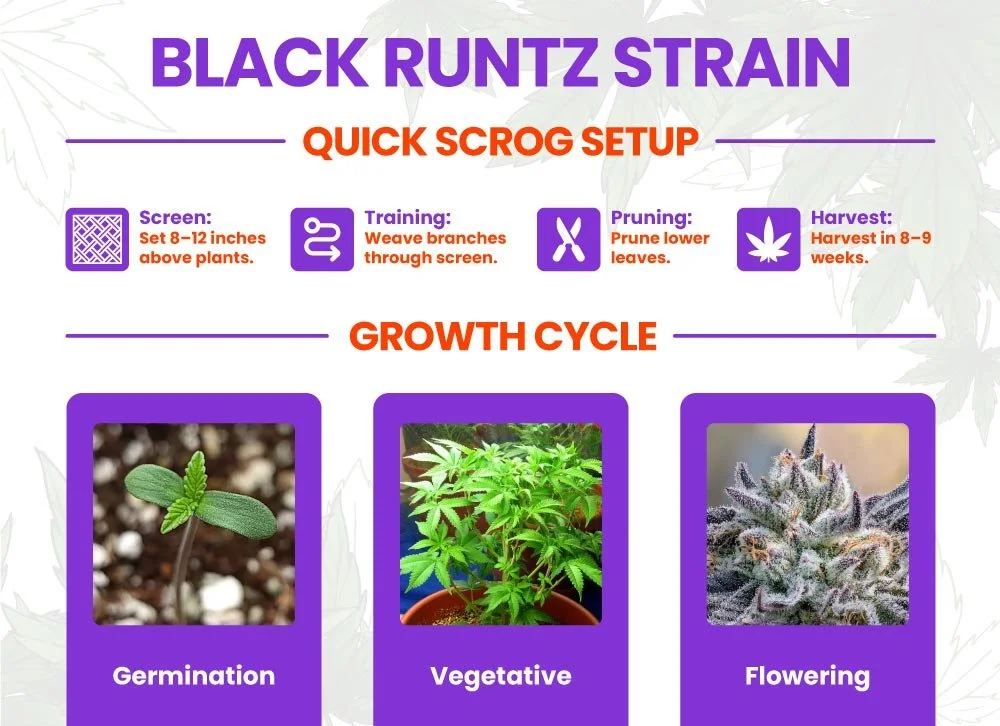 Cultivating Black Runtz Weed Strain