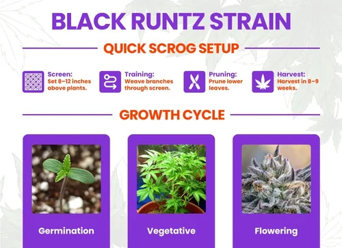 Cultivating Black Runtz Weed Strain