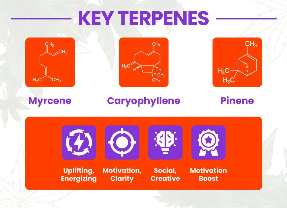 Mimosa Strain Review: Weed Strain Information Guide