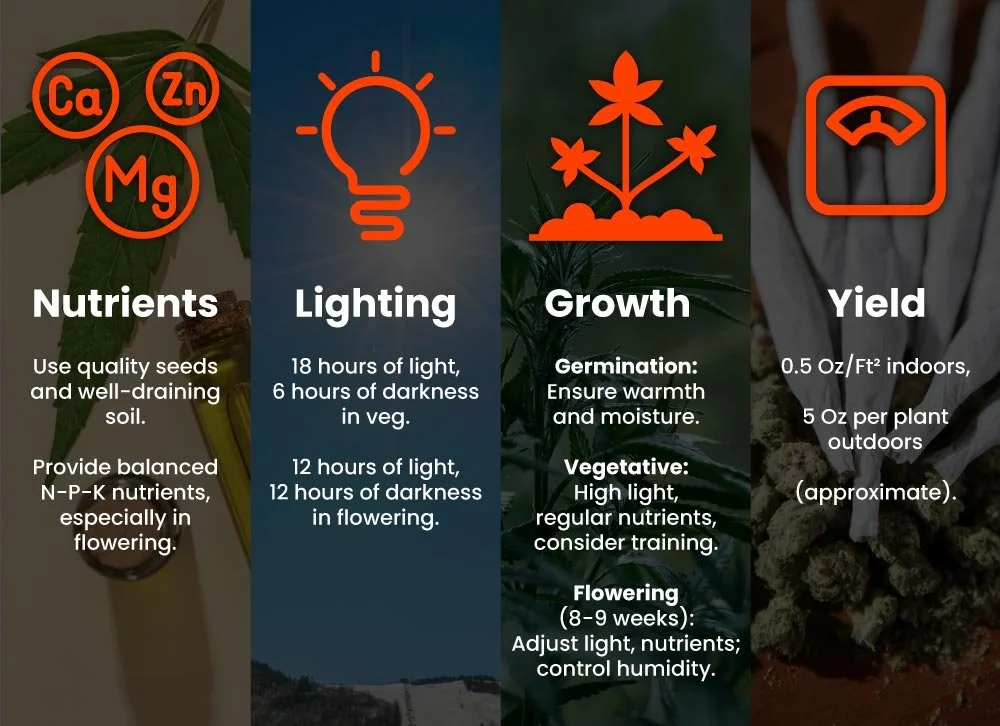 Grape Soda Strain: Weed Strain Information