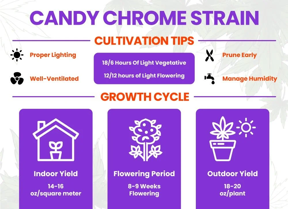 Candy Chrome Strain: Weed Strain Information