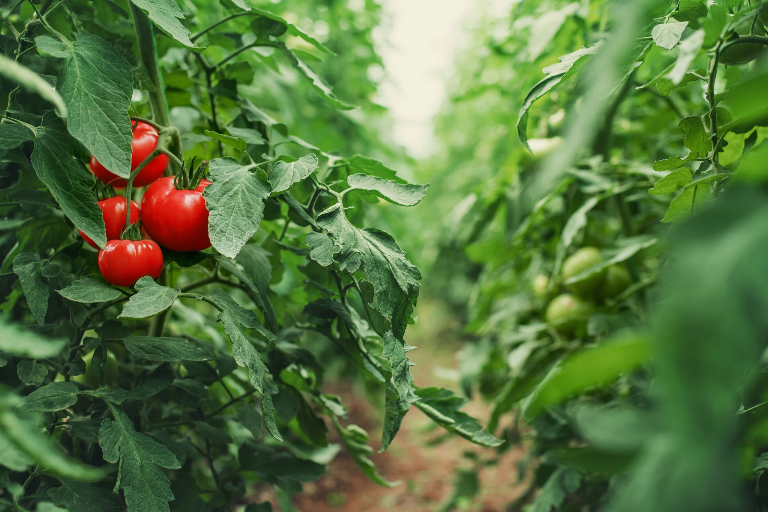 CropLife America | Crop Protection, Sustainability & Pesticide Policy