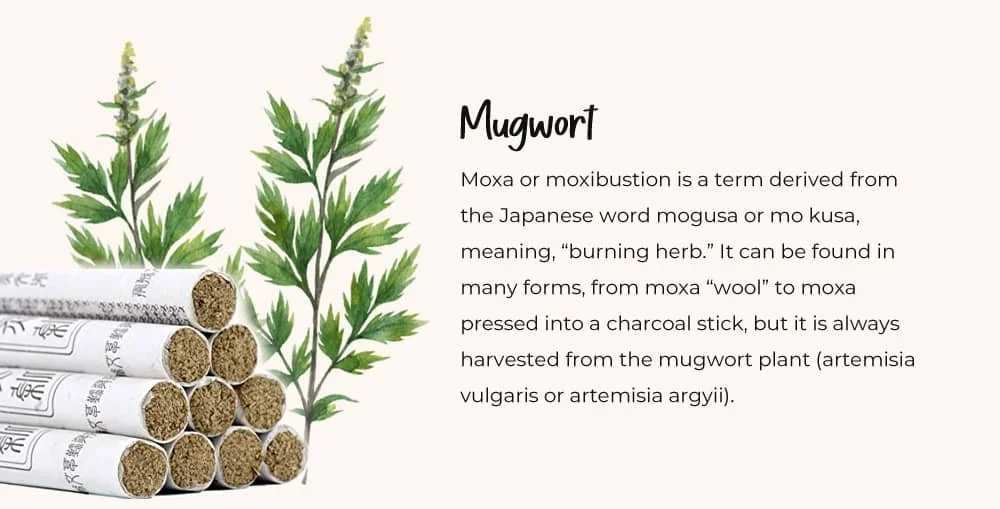 What is Moxibustion And The Healing Powers of Moxa? — West End Wellness