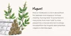 What is Moxibustion And The Healing Powers of Moxa? — West End Wellness