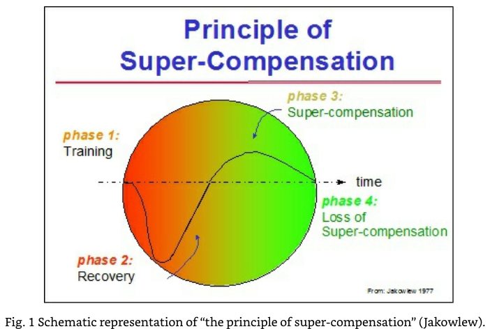 The 4 Phases of the Adaptation Phenomenon — Super Running blog