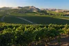 The Carneros Wine Alliance is dedicated to promoting the rich ...
