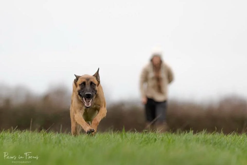 General 2 — DELIVERANCE DOGS