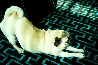 Why stretch? — RescuedTails