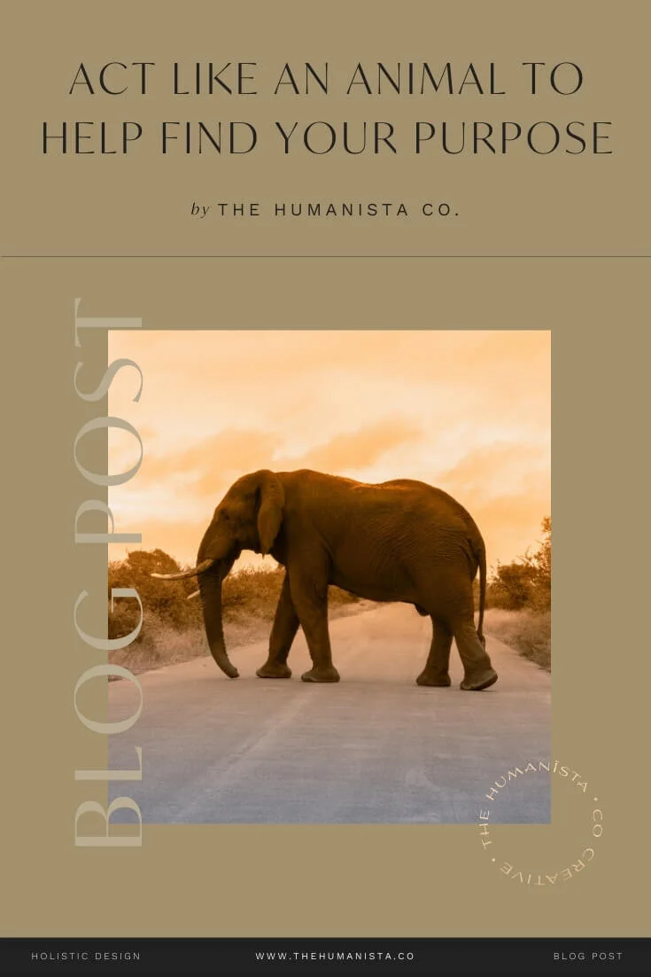 Act Like an Animal to Help Find Your Purpose — The Humanista Co ...