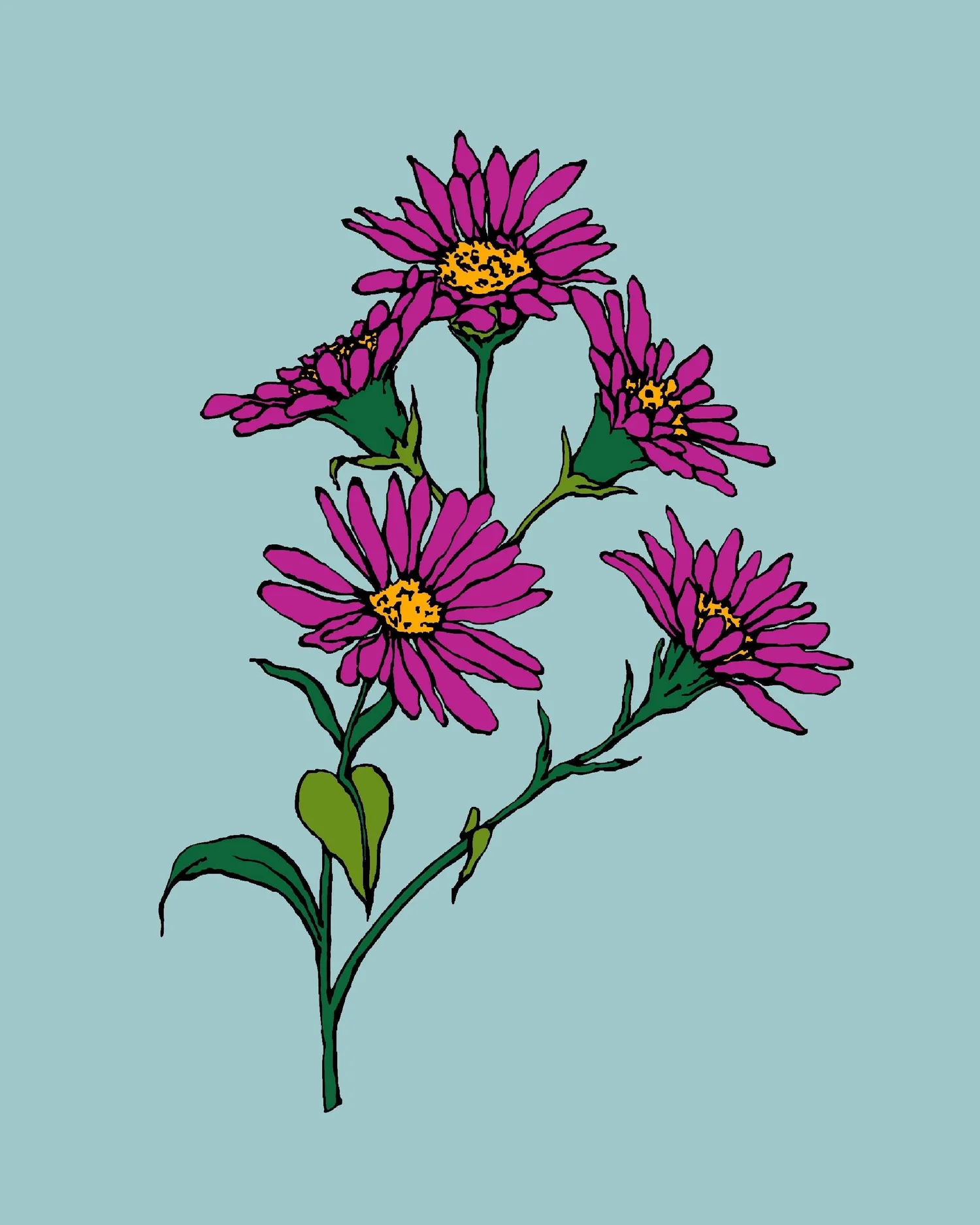 September Aster Flower