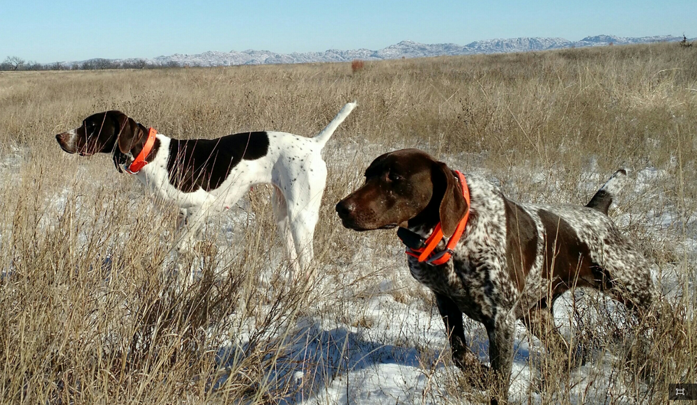 Travel Guide with Quail and Dogs-We Come to You! — Triple 7 Quail LLC