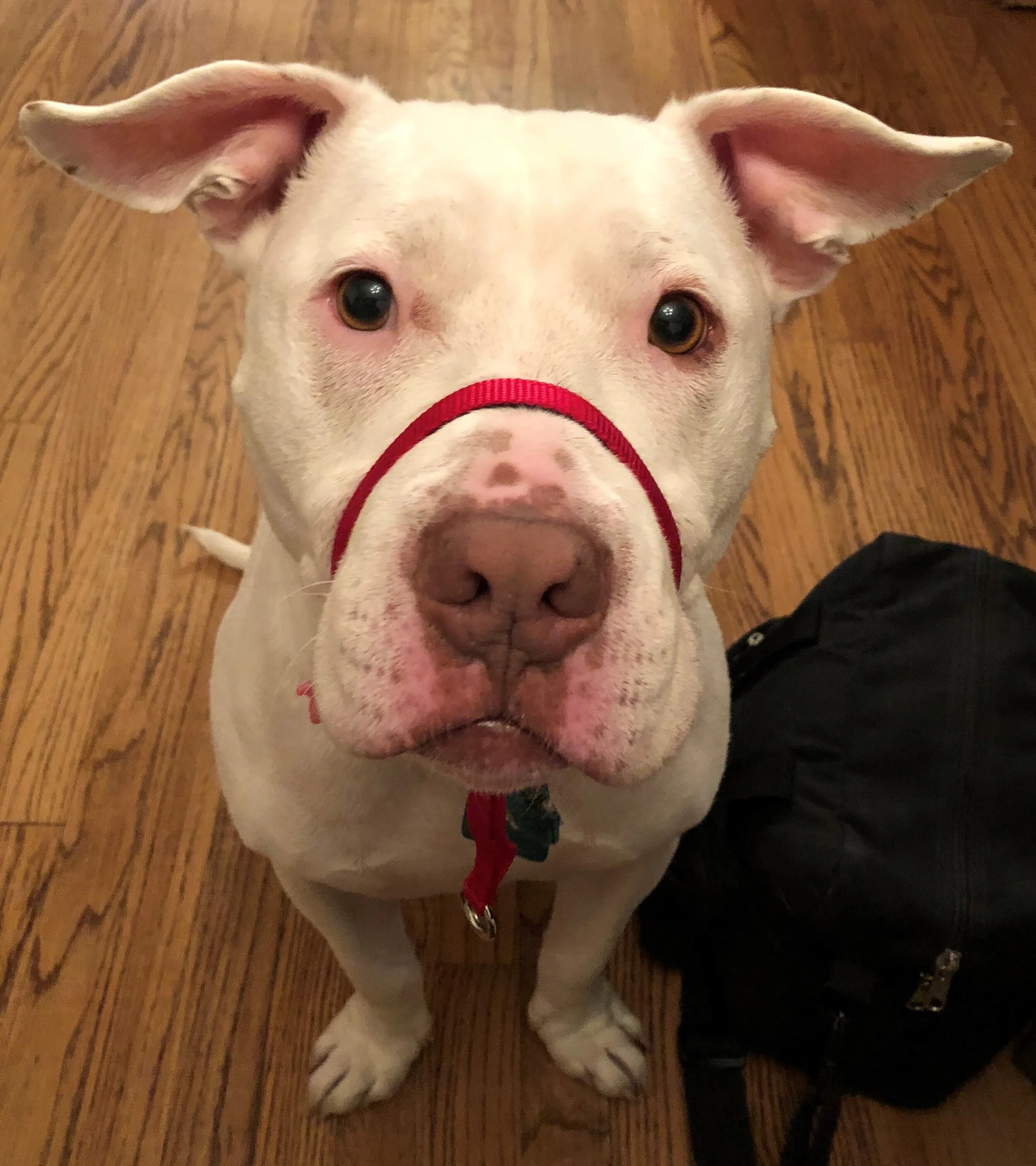 Services — Creature Counseling