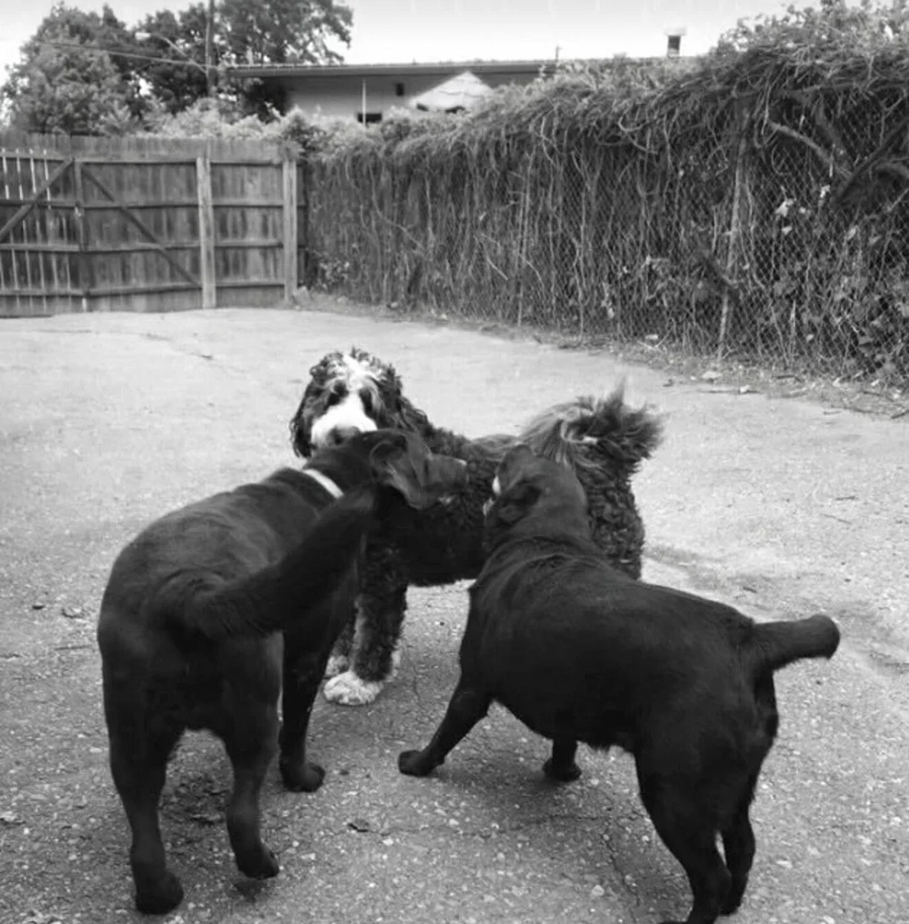 Waggin Master