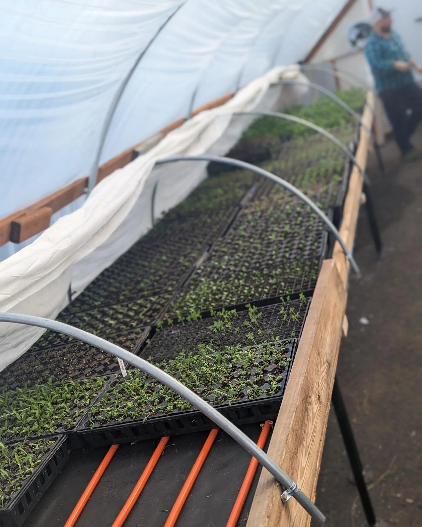 Fibonacci Farm - An urban, small CSA and Market Farm providing ...