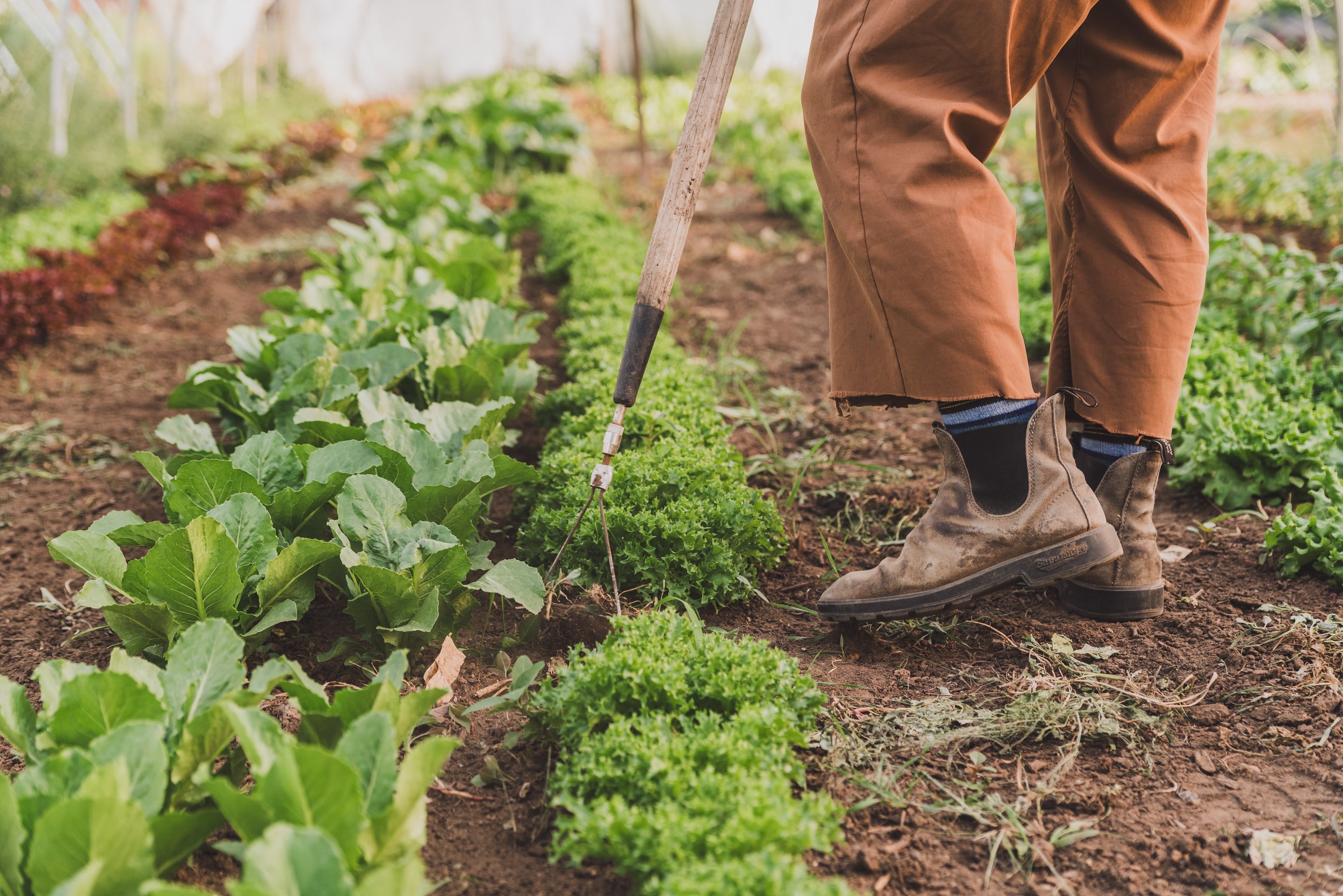 Fibonacci Farm - An urban, small CSA and Market Farm providing ...