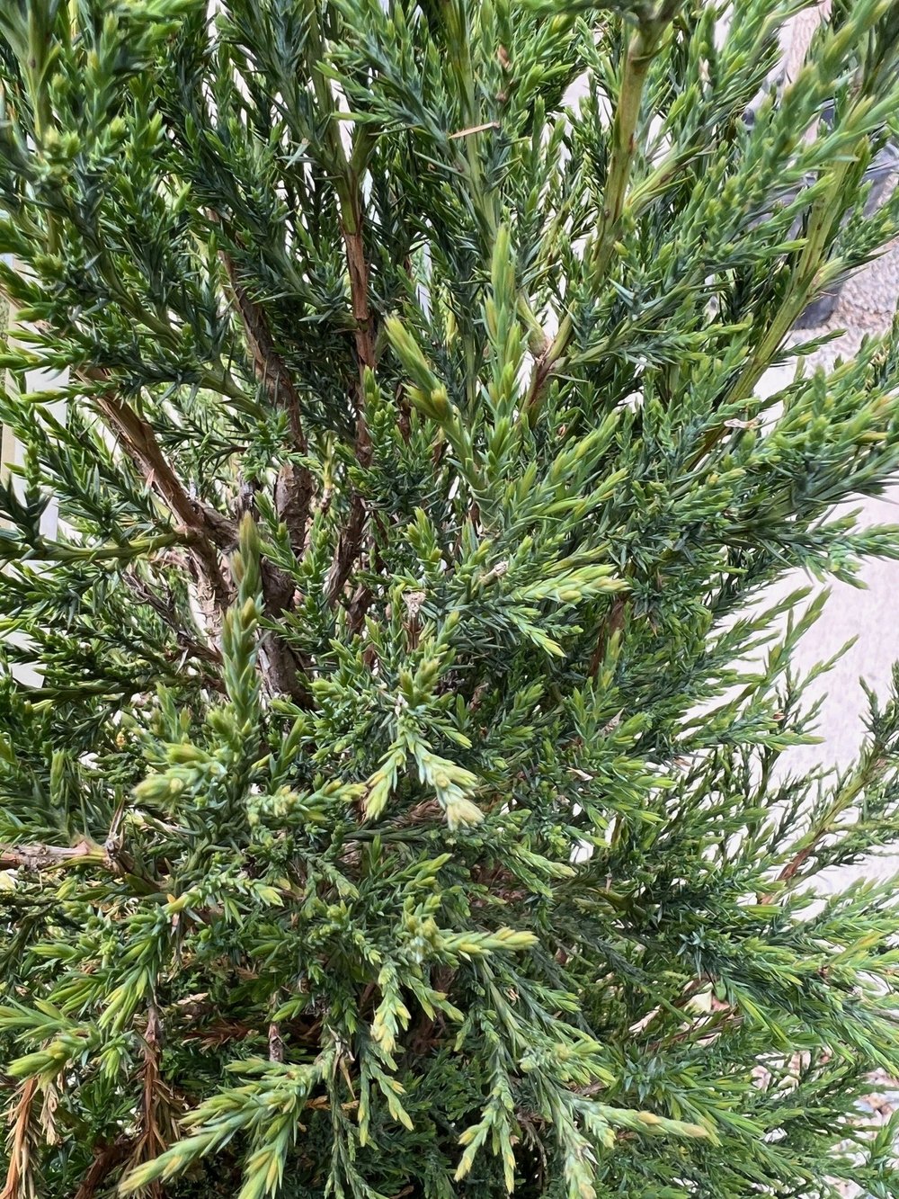 Upright Junipers — Brady's West