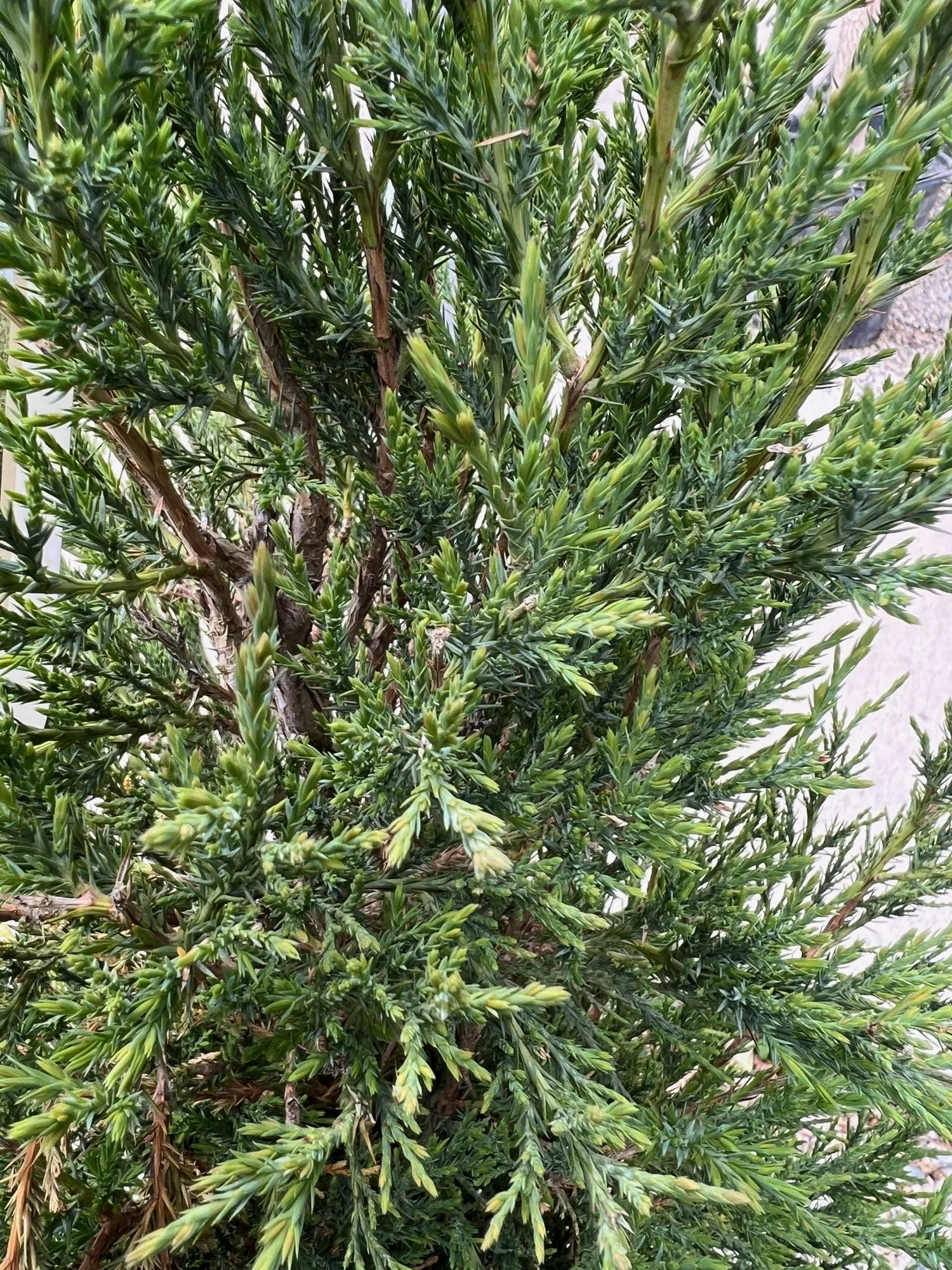 Upright Junipers — Brady's West