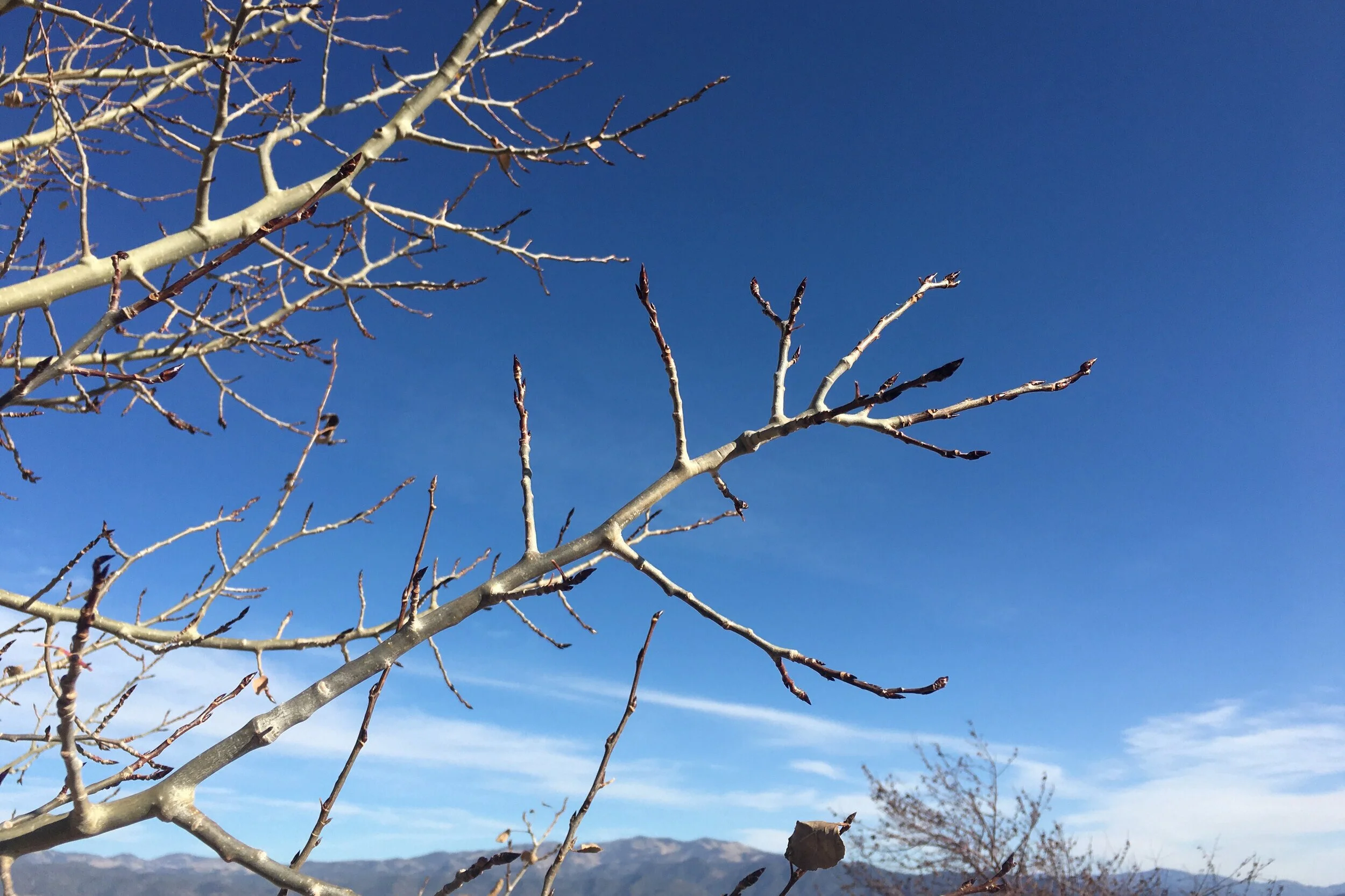 Landscaping Lingo — Brady's West