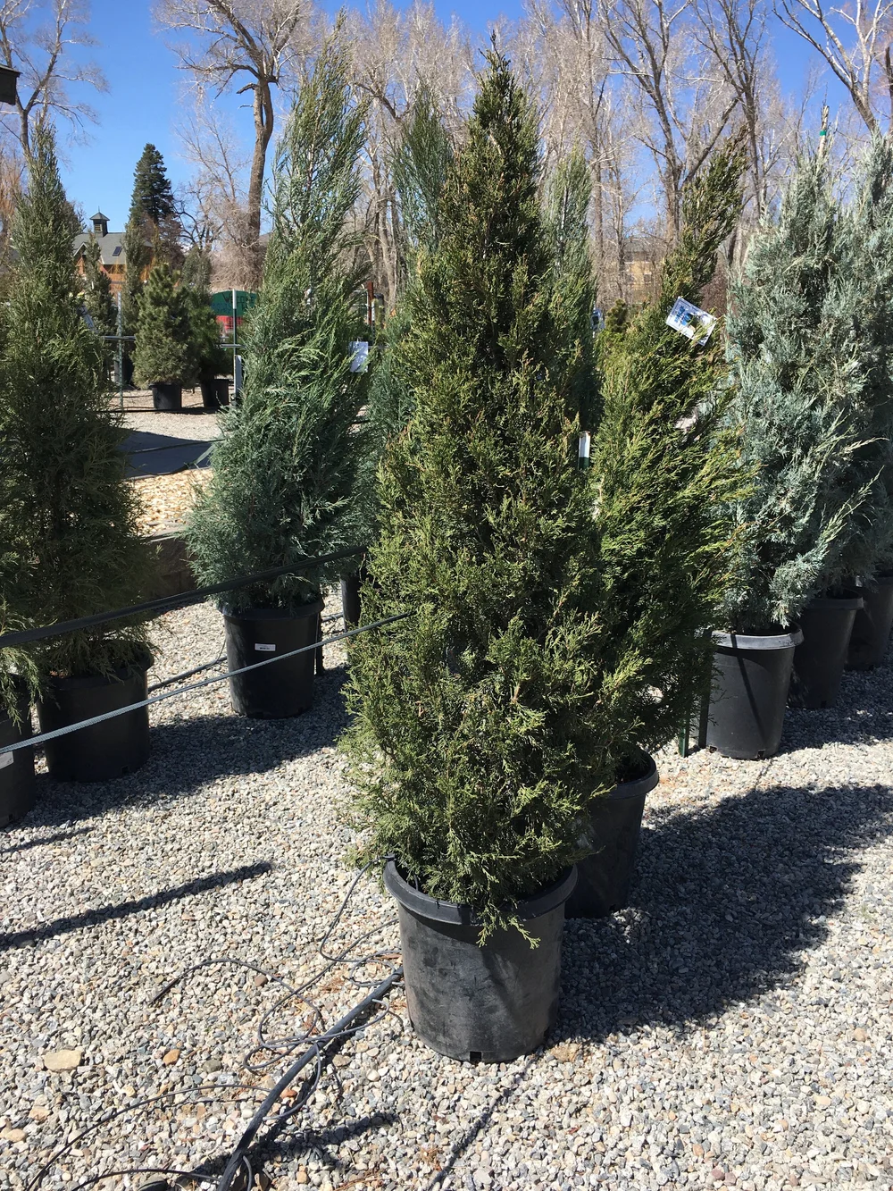 Upright Junipers — Brady's West