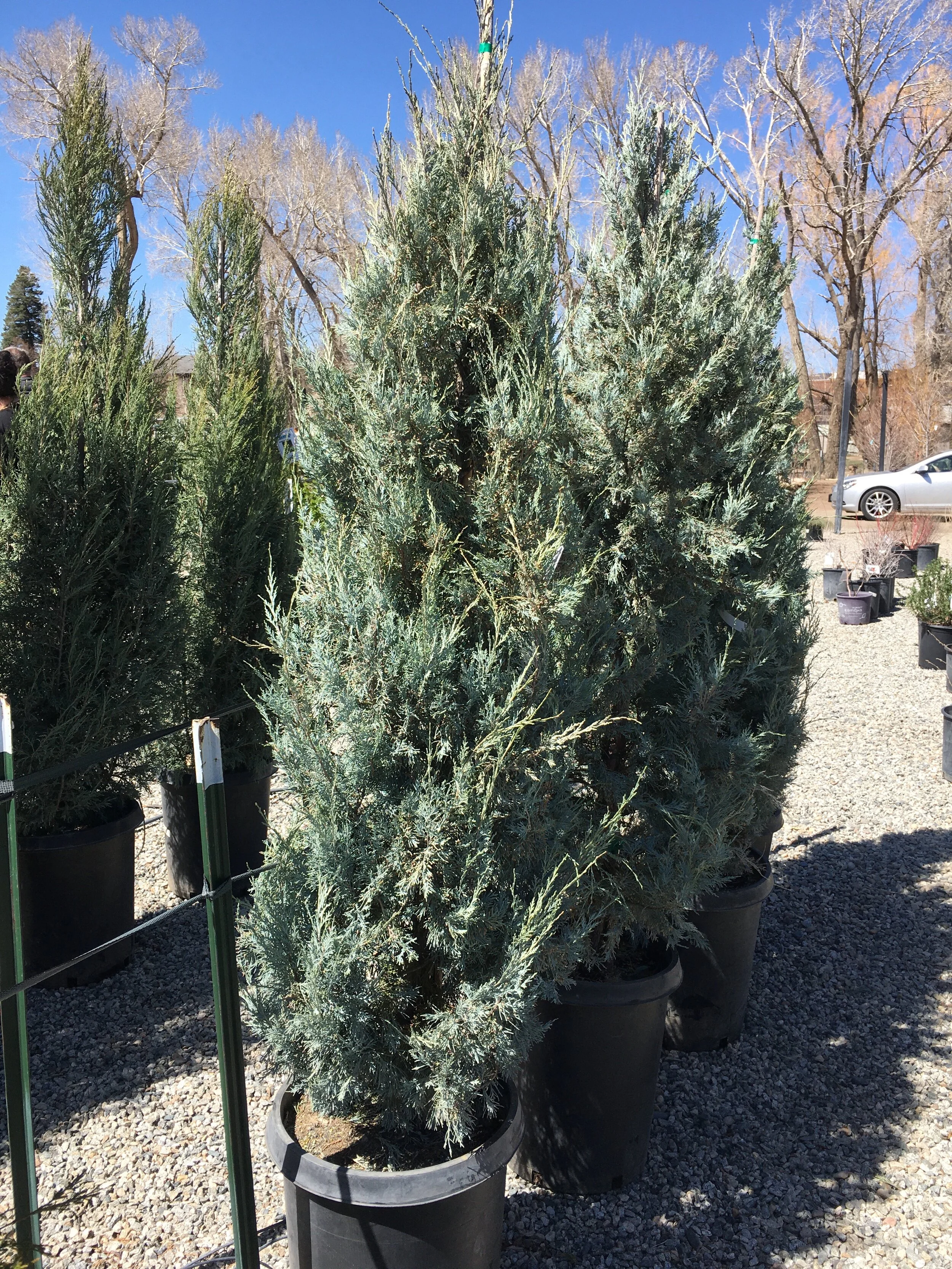 Upright Junipers — Brady's West