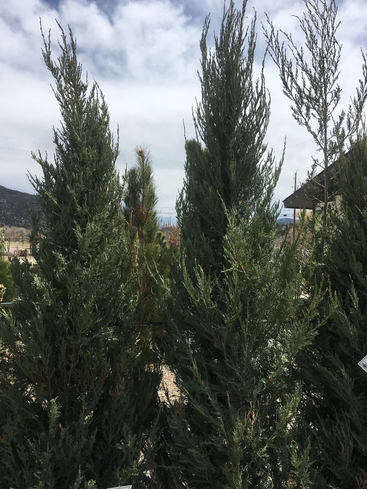Upright Junipers — Brady's West
