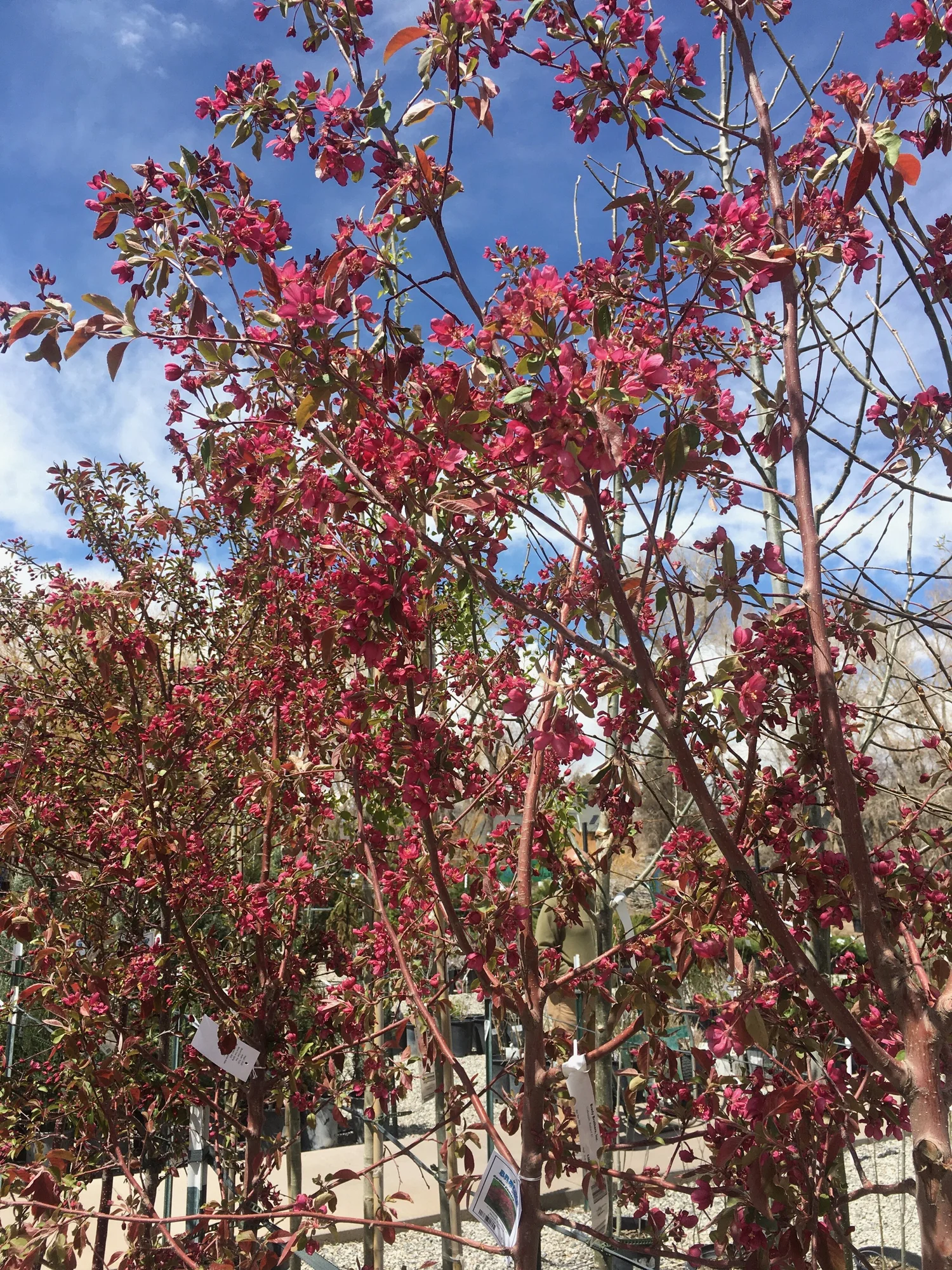 Trees — Brady's West