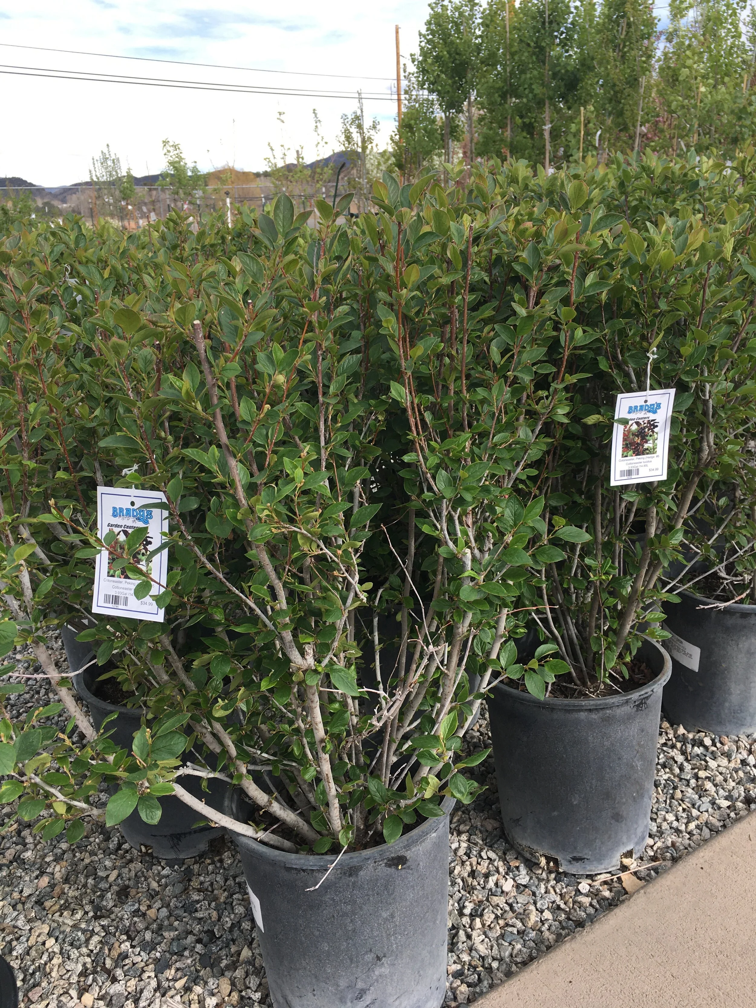 High Elevation Shrubs — Brady's West