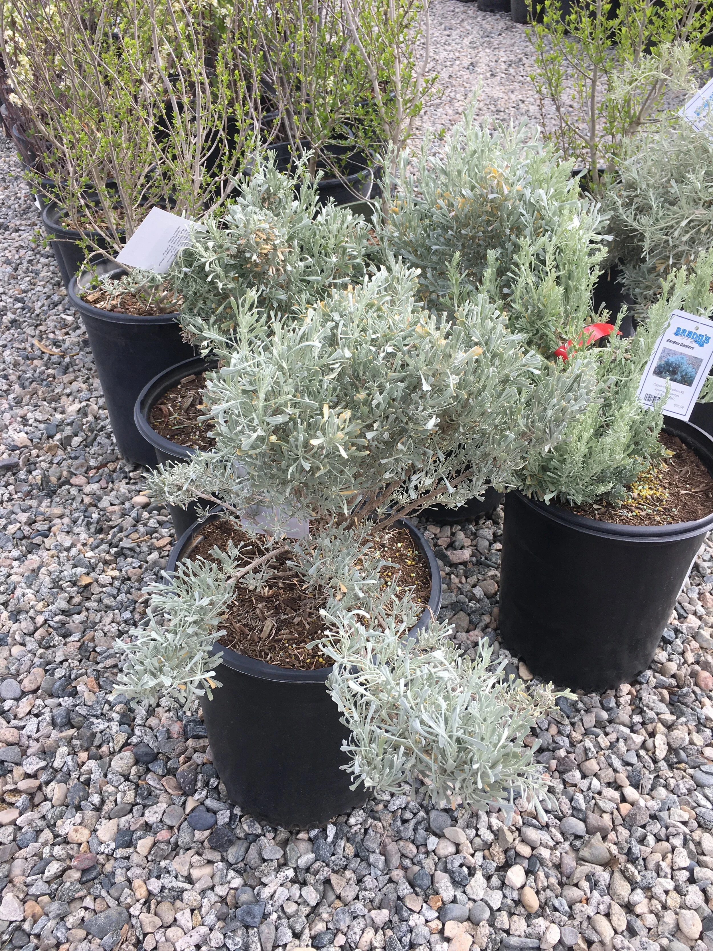 Colorado Native Shrubs — Brady's West