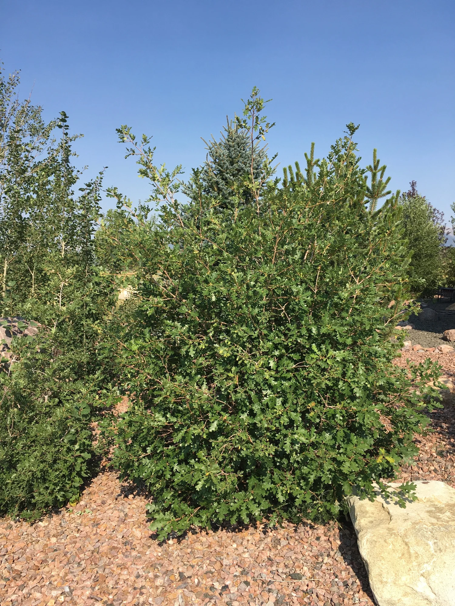 Colorado Native Shrubs — Brady's West