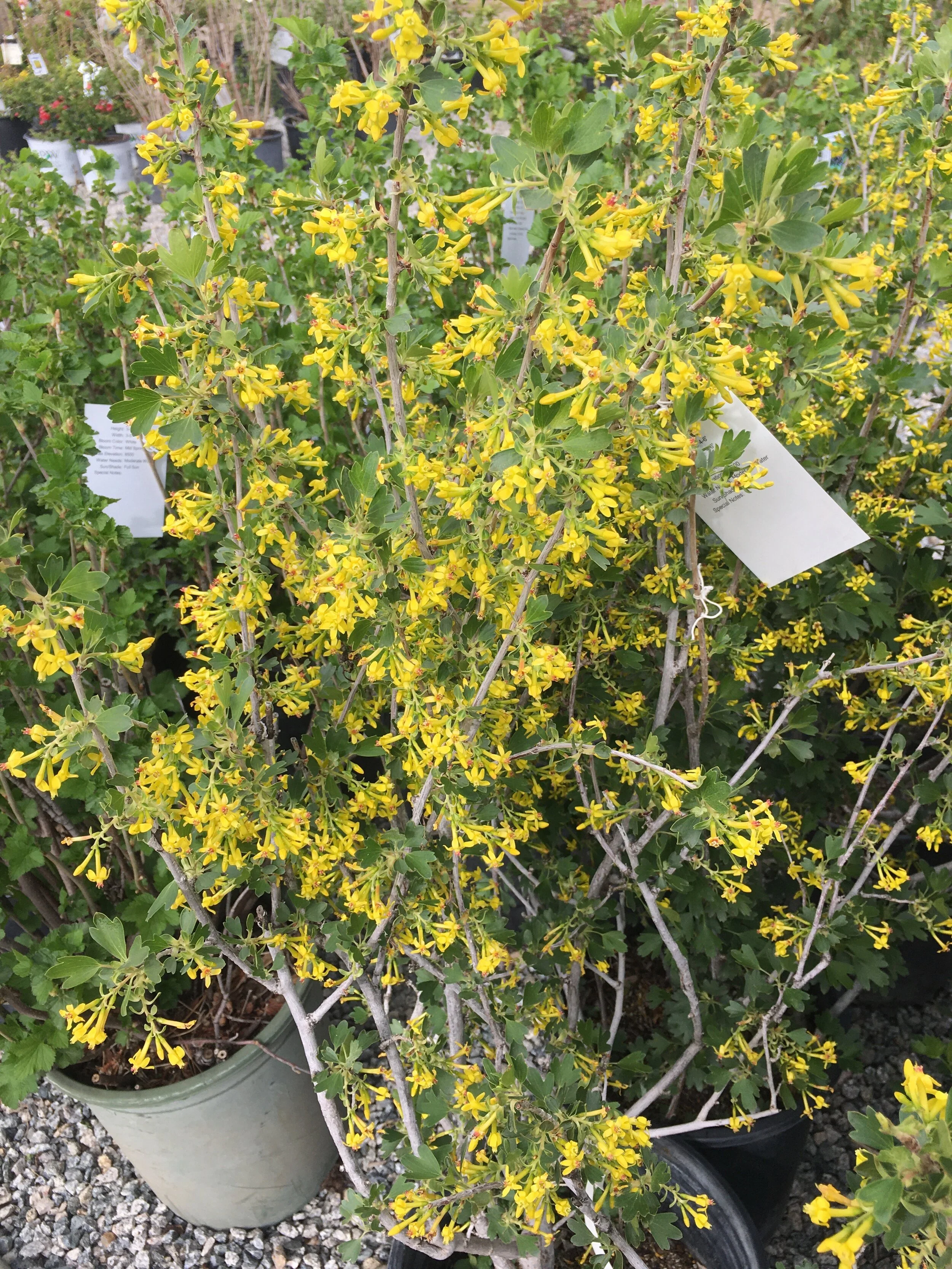 Colorado Native Shrubs — Brady's West