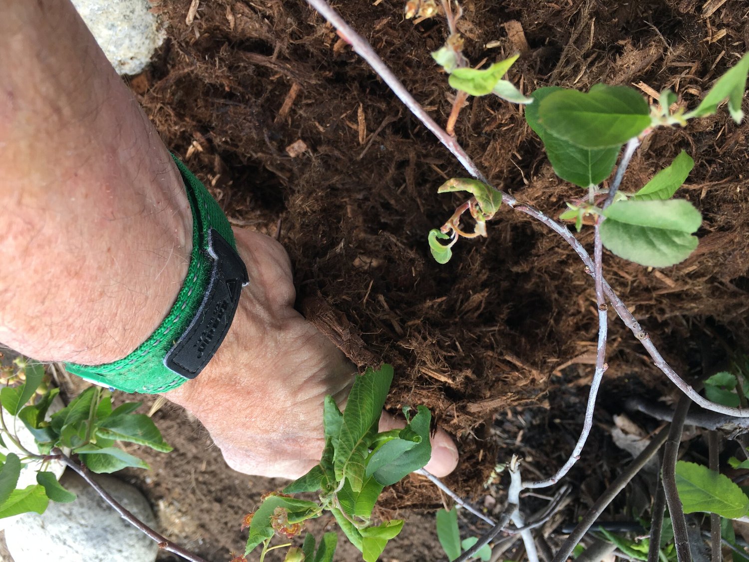 How Do I Care For Trees & Shrubs? — Brady's West