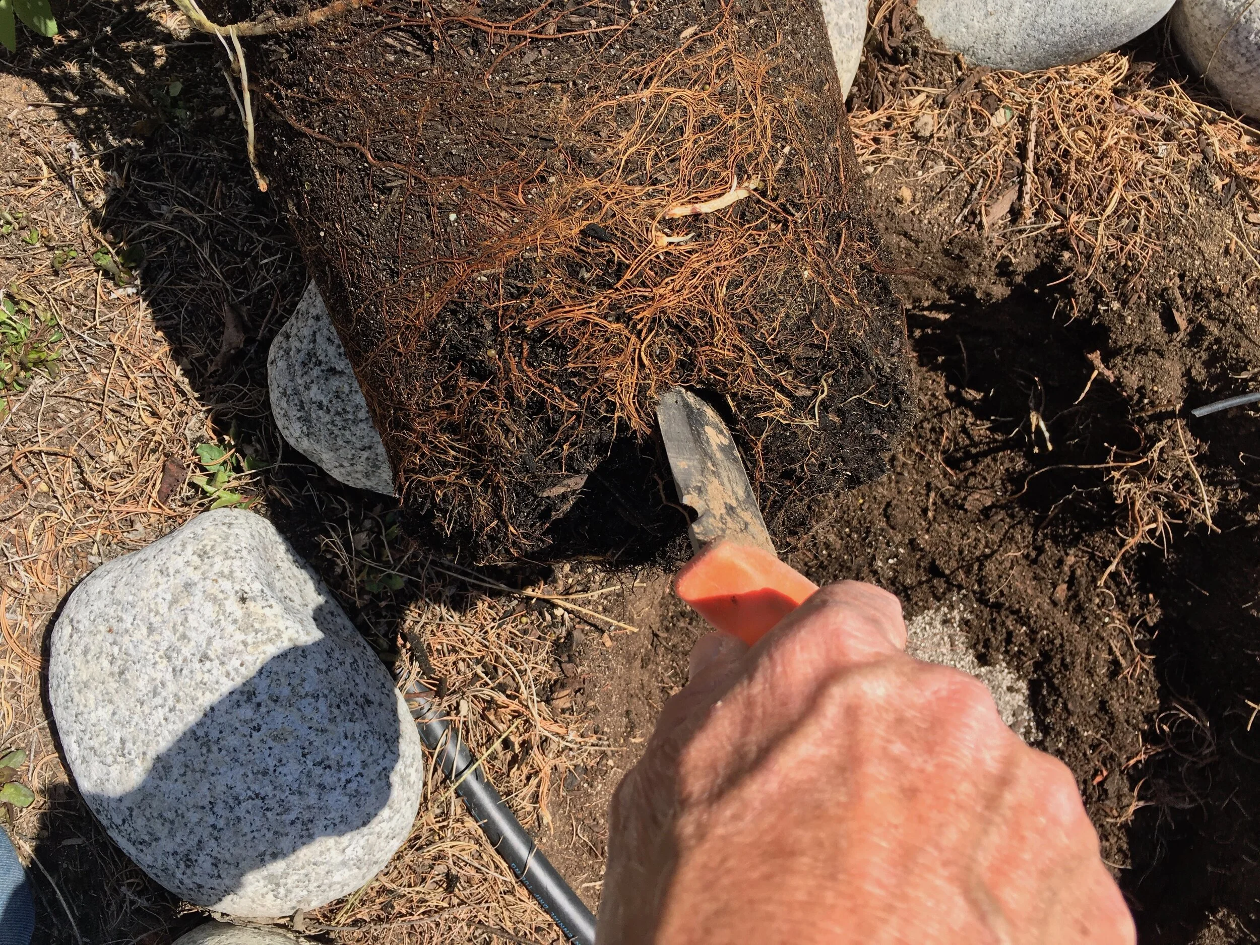 How Do I Care For Trees & Shrubs? — Brady's West