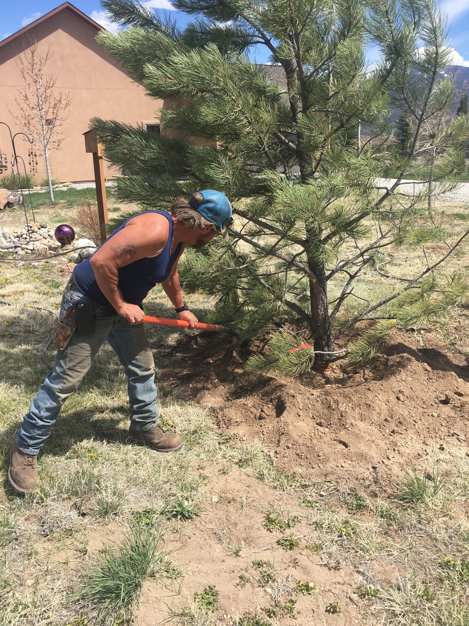 Tree & Shrub Installation — Brady's West