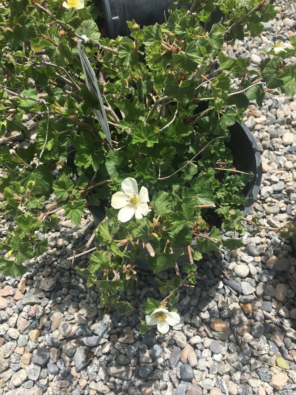Edible Shrubs — Brady's West